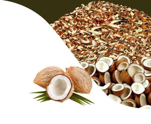 Coconut Testa Oil | Coconut Oil | Munduvayalil